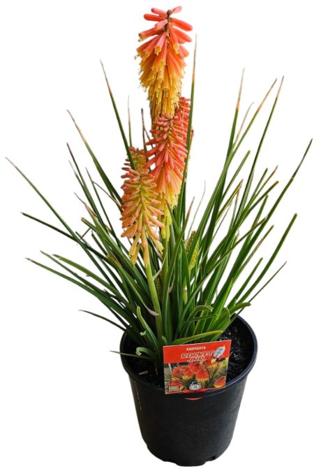 Kniphofia Rocket Jnr. 200 mm | The Garden Feast