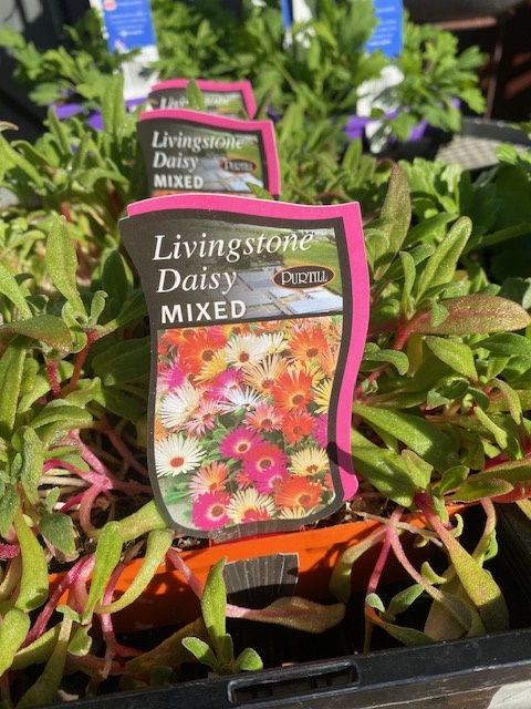 Livingstone Daisy Mixed Punnet | The Garden Feast