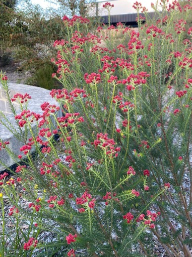 OZOTHAMNUS RED GINGHAM 140MM | The Garden Feast