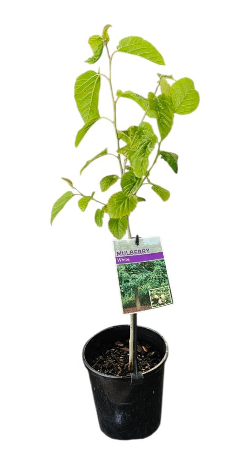 Morus alba White Mulberry 140mm | The Garden Feast