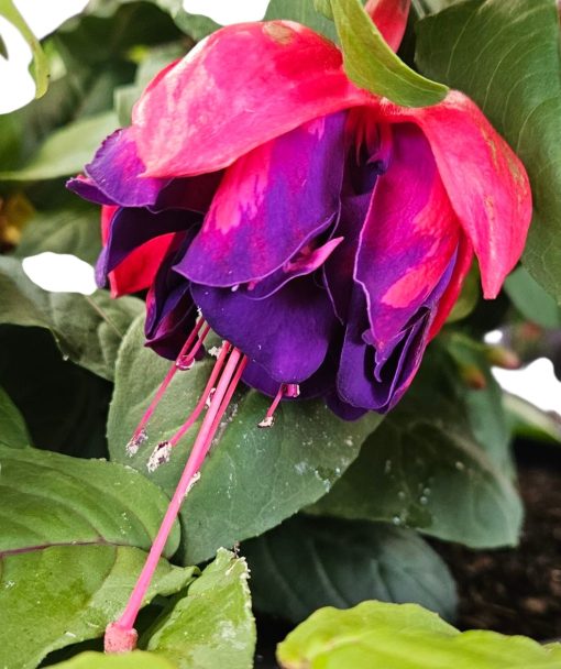 Fuchsia Voodoo Basket 270mm | The Garden Feast