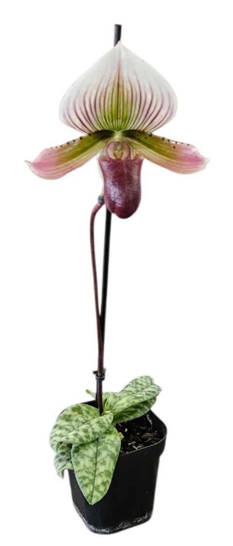 Paphiopedilum Slipper Orchid Red/Green 90mm | The Garden Feast