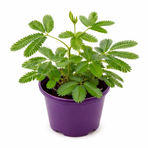 Mimosa pudica – Sensitive Plant 100mm Pot | The Garden Feast